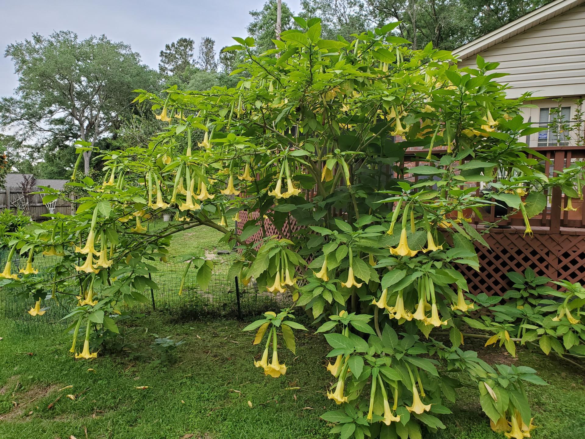 Brugmansia Charles Grimaldi | Charles Grimaldi Angel Trumpet for sale ...