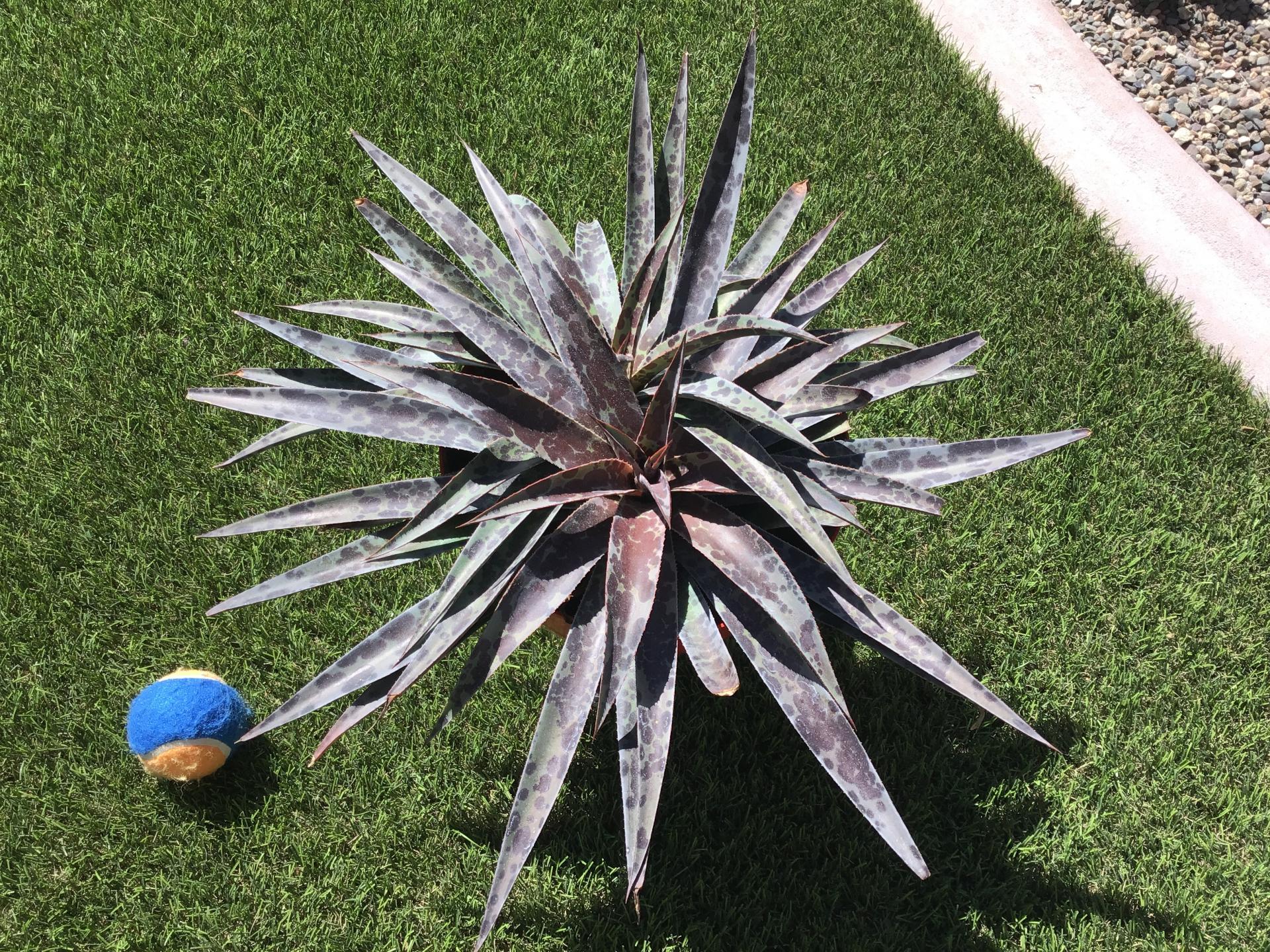 Learn about Mangave Moonglow PP 29195 | Moonglow Mangave | Perennial ...